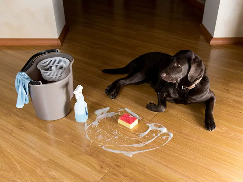 15 Top-Rated Enzyme Cleaners That Actually Work Wonders