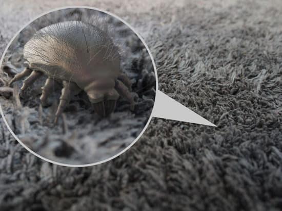 15 Most Powerful Bug Vacuums for Effortless Pest Control