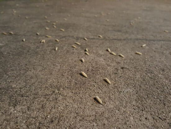 Quick & Effective Ways to Get Rid of Maggots on Floors