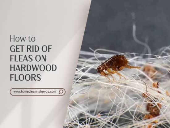 9+ Ultimate Tips: How To Get Rid Of Fleas On Hardwood Floors